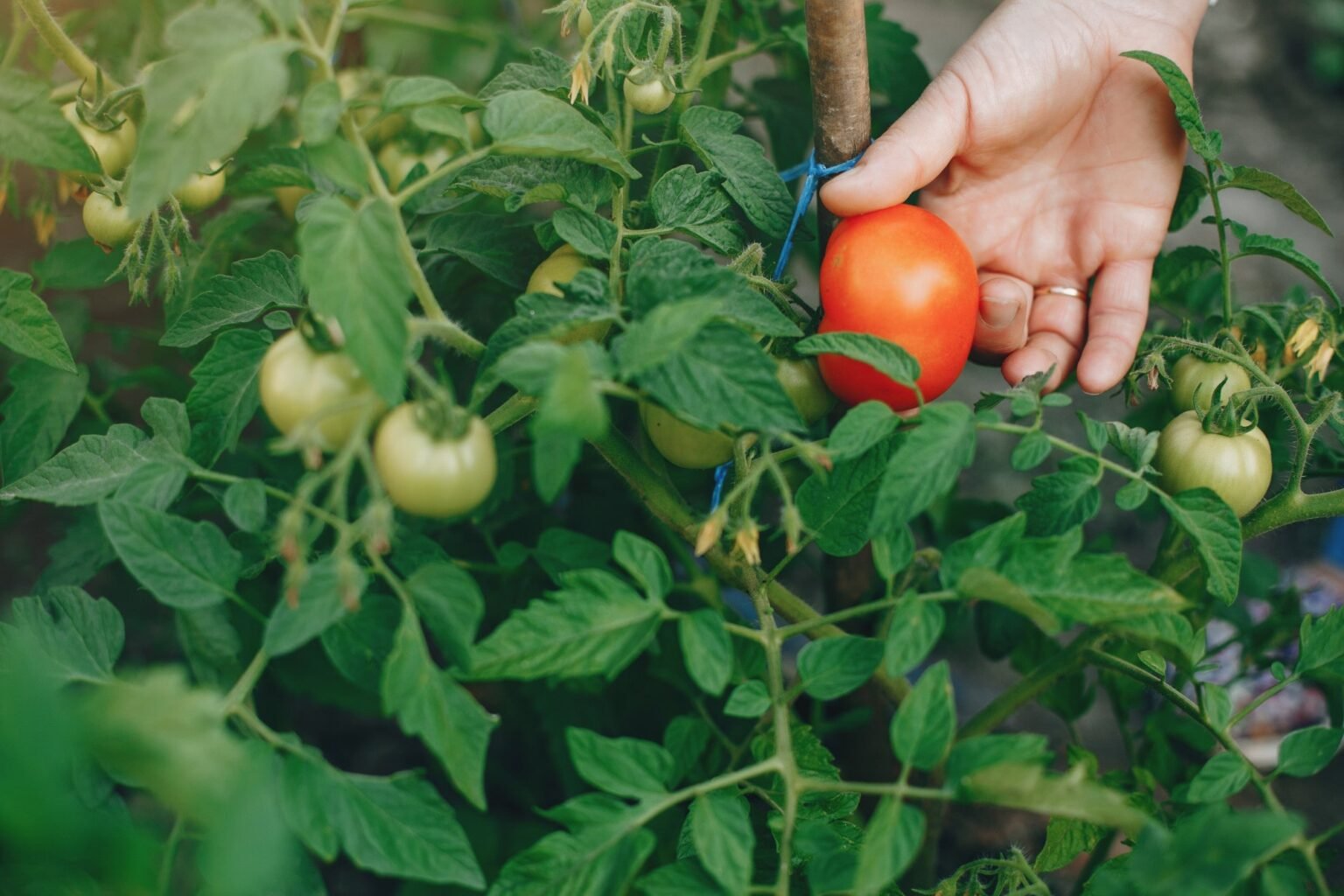 Como plantar tomate em casa e colher frutos perfeitos