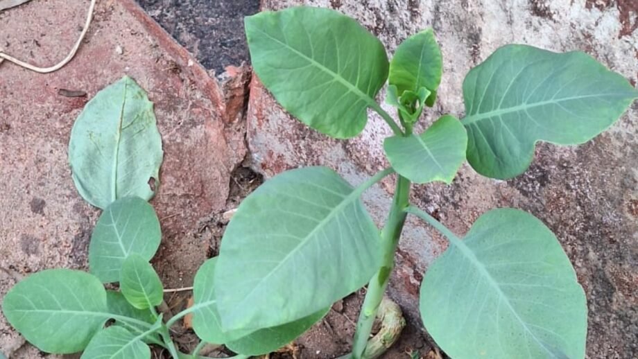 Nicotiana glauca: O Perigo Real por Trás da Falsa Couve