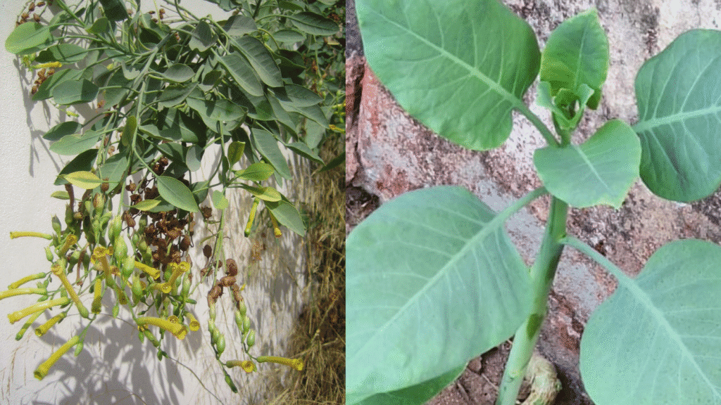Nicotiana glauca: O Perigo Real por Trás da Falsa Couve